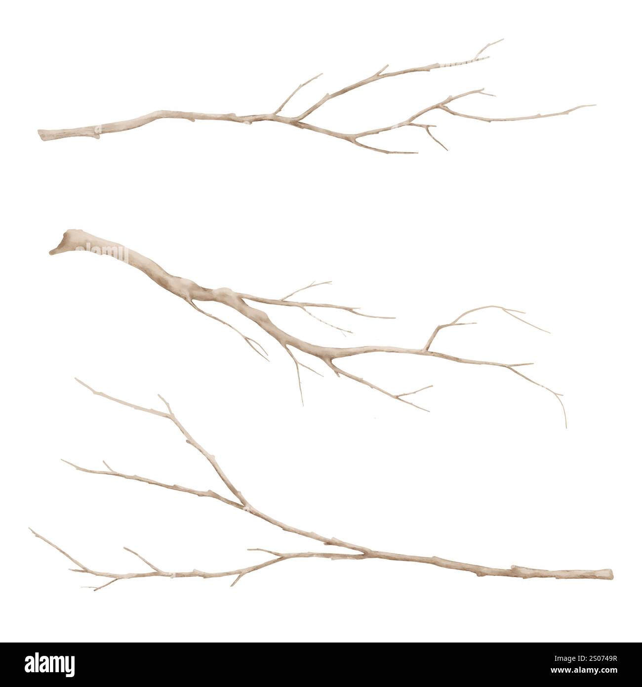 Tree branches with graceful twigs in a set. Watercolor digital ...