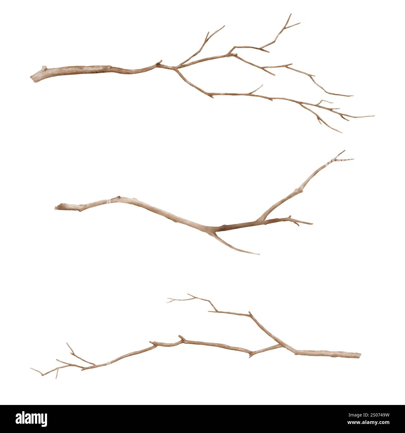 Tree branches with graceful twigs in a set. Watercolor digital ...