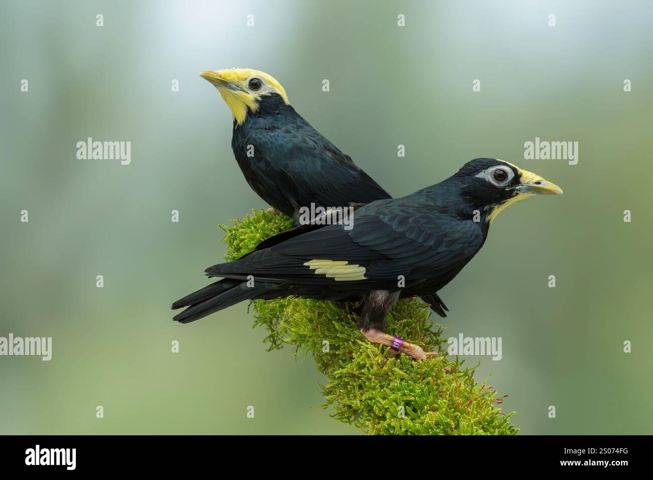 golden-crested myna, Ampeliceps coronatus Stock Photo - Alamy