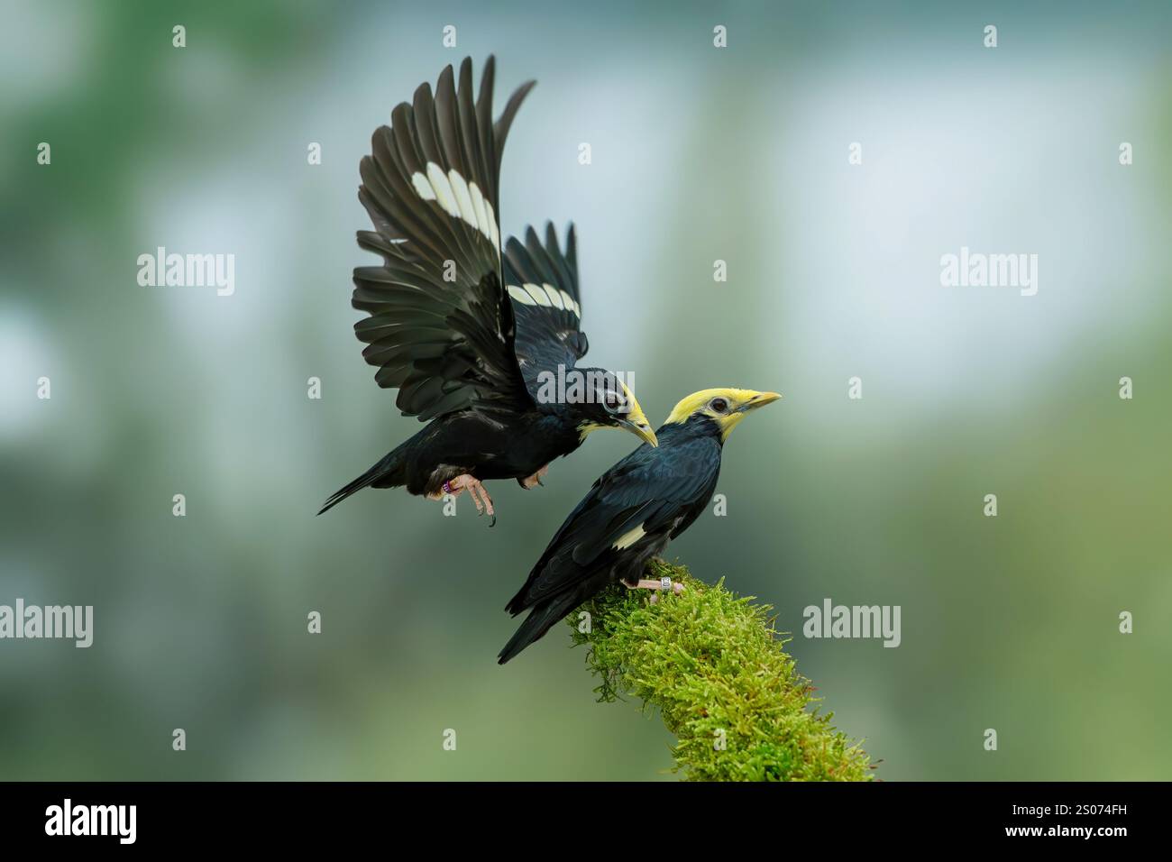 golden-crested myna, Ampeliceps coronatus Stock Photo - Alamy