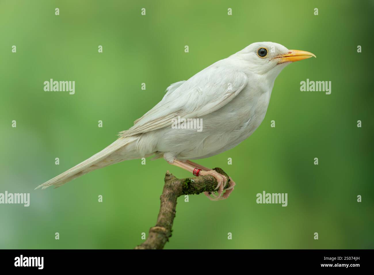 common blackbird pastel? mutation, Turdus merula Stock Photo - Alamy