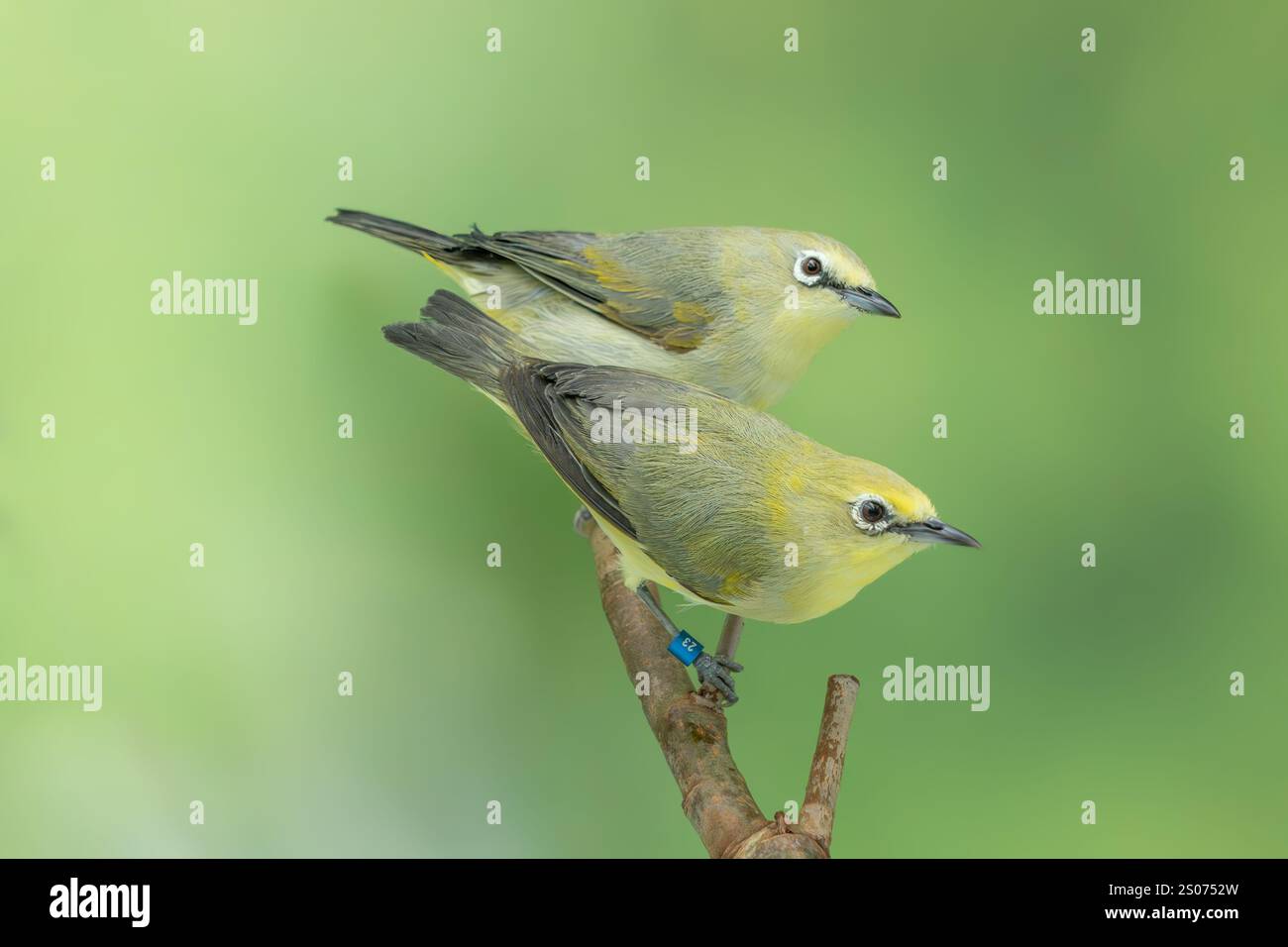 northern yellow white-eye, Zosterops senegalensis Stock Photo - Alamy
