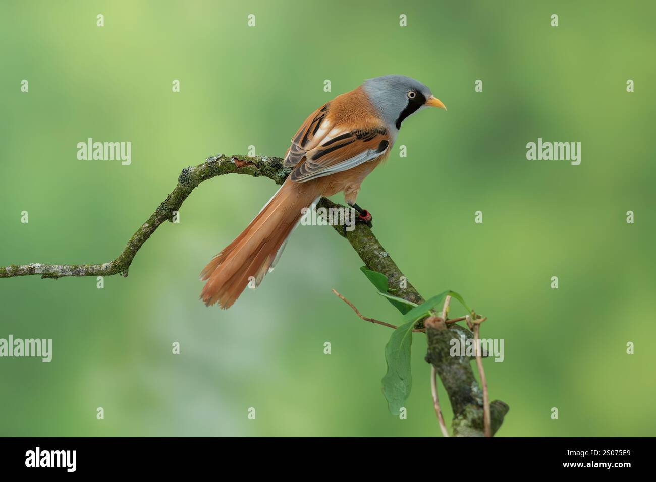 bearded reedling, Panurus biarmicus Stock Photo - Alamy