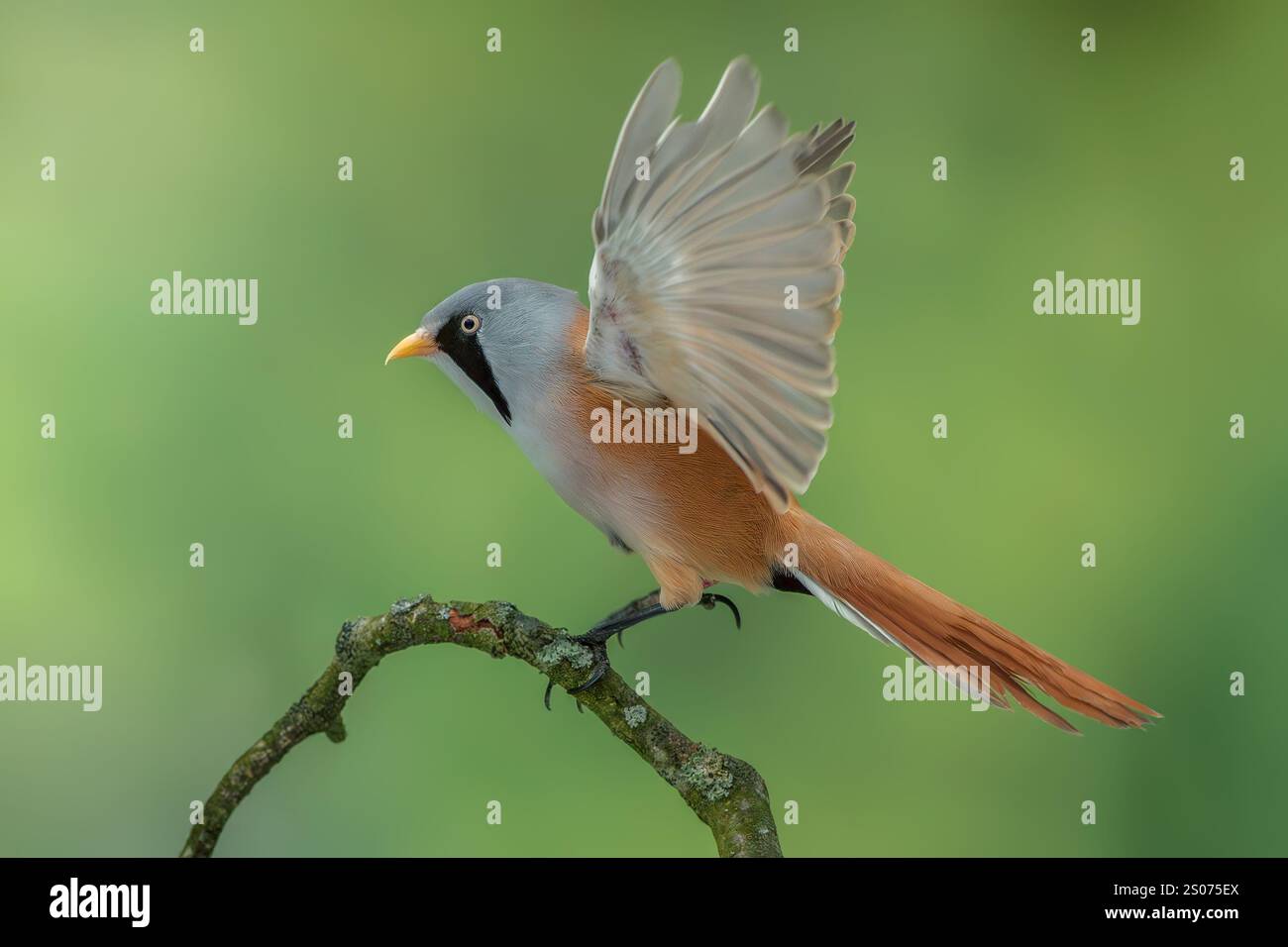 bearded reedling, Panurus biarmicus Stock Photo - Alamy