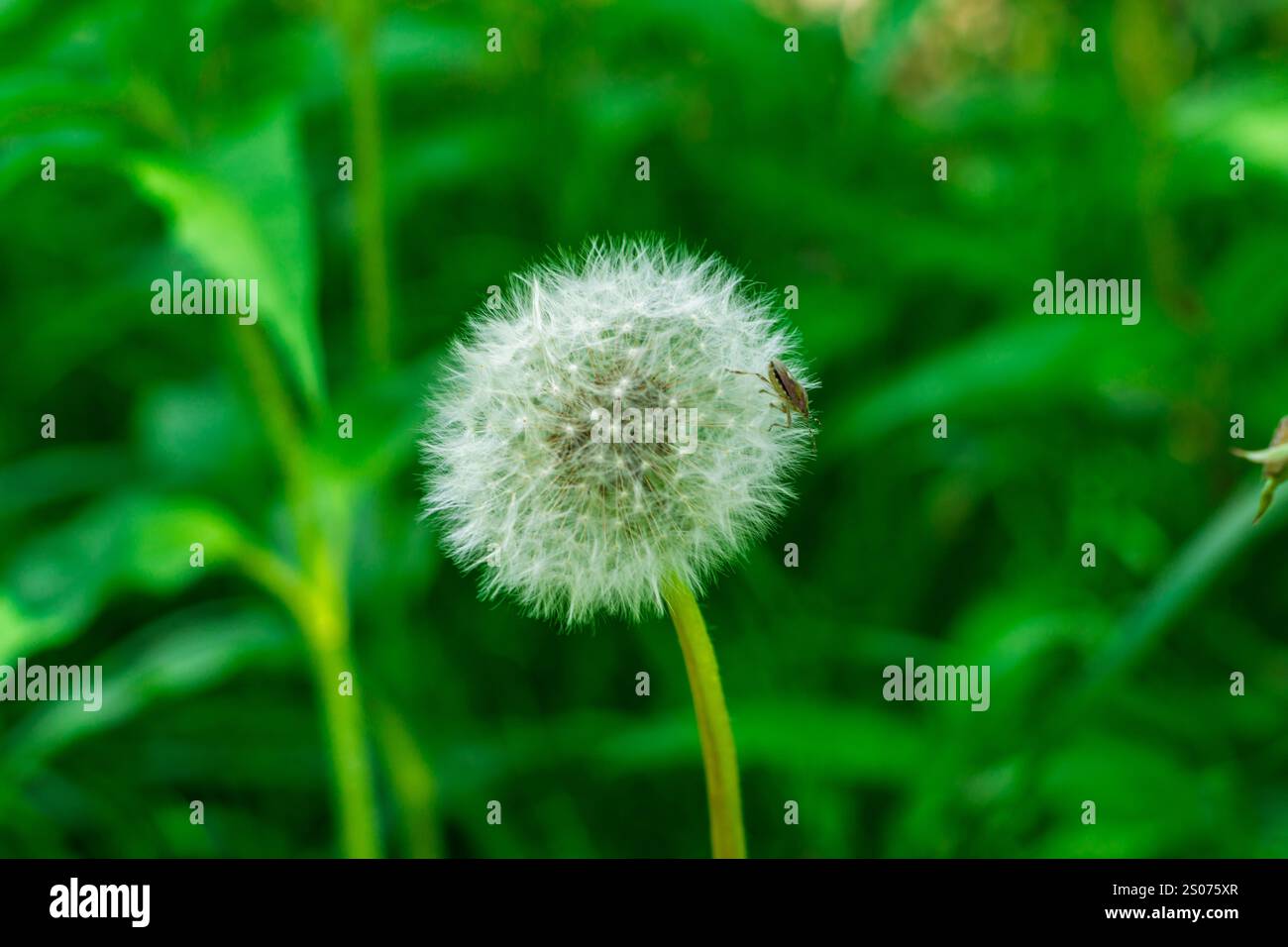 A dandelion puff stands tall against a backdrop of lush green plants ...