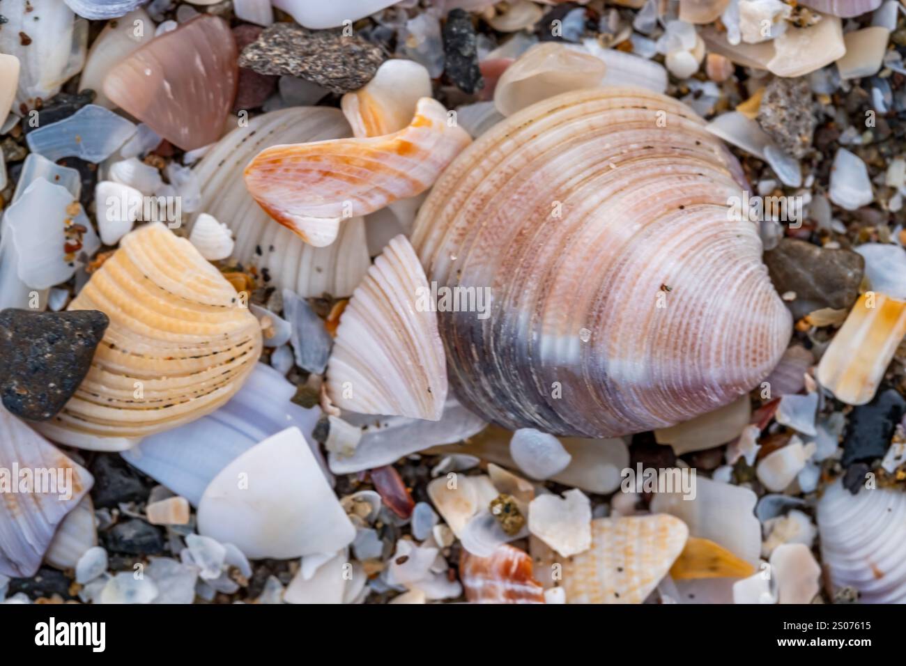 A pile of shells on the beach, some of which are broken. The shells are ...
