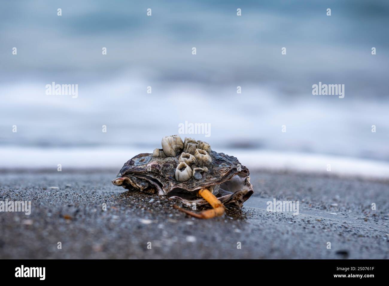 A shell with a crab inside is laying on the beach. The shell is open ...