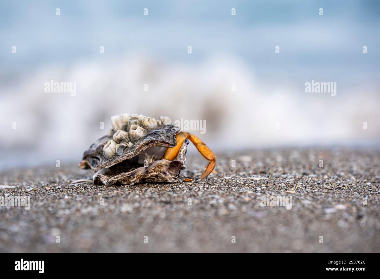 A shell with a crab inside is laying on the beach. The shell is open ...