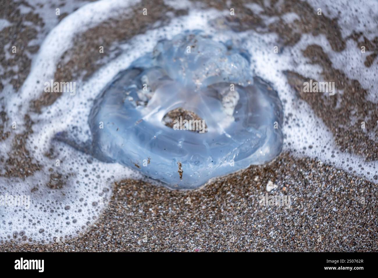 A jellyfish is laying on the sand. The jellyfish is white and has a ...