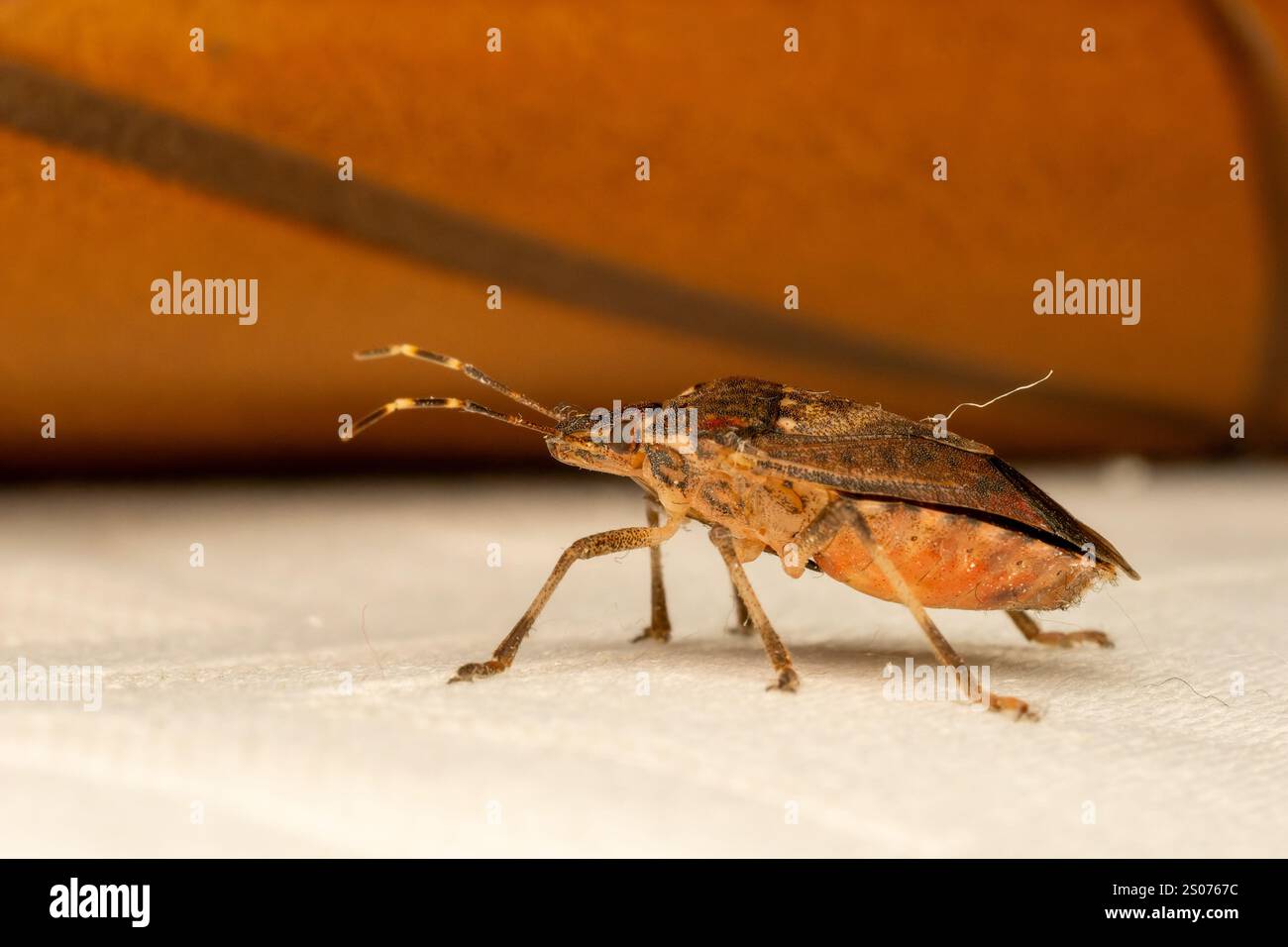 Shield bug exotic species hi-res stock photography and images - Alamy