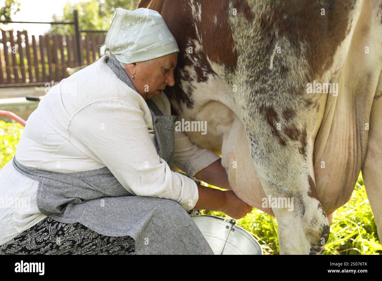 Senior woman milking cow in backyard. Farm animal Stock Photo - Alamy