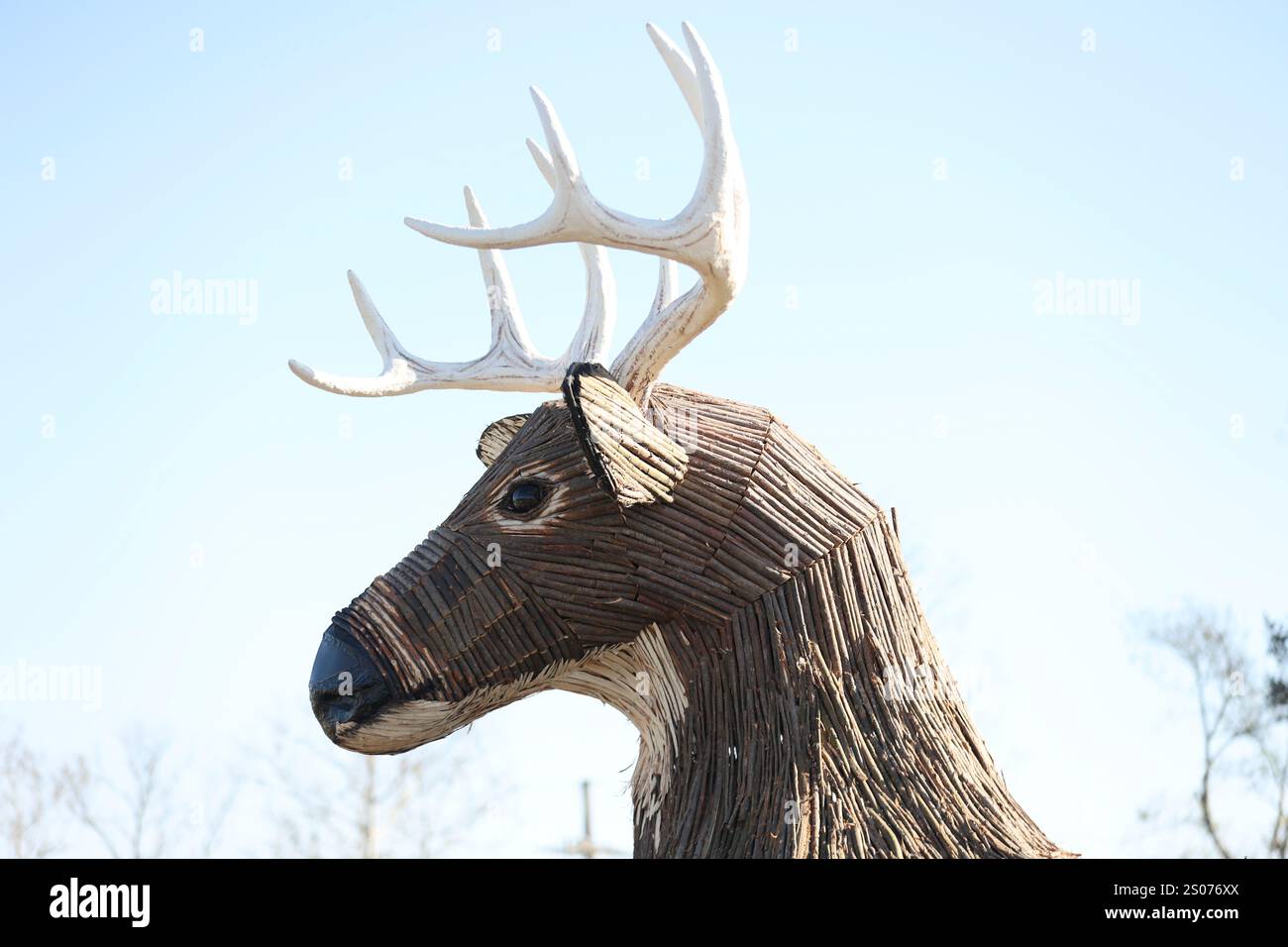 A bonfire made into the form of a ten-point Whitetail Deer buck is ...