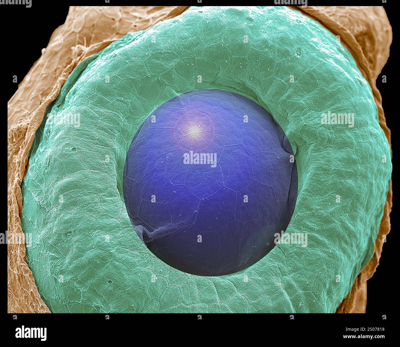 eye of a zebrafish embryo Stock Photo - Alamy