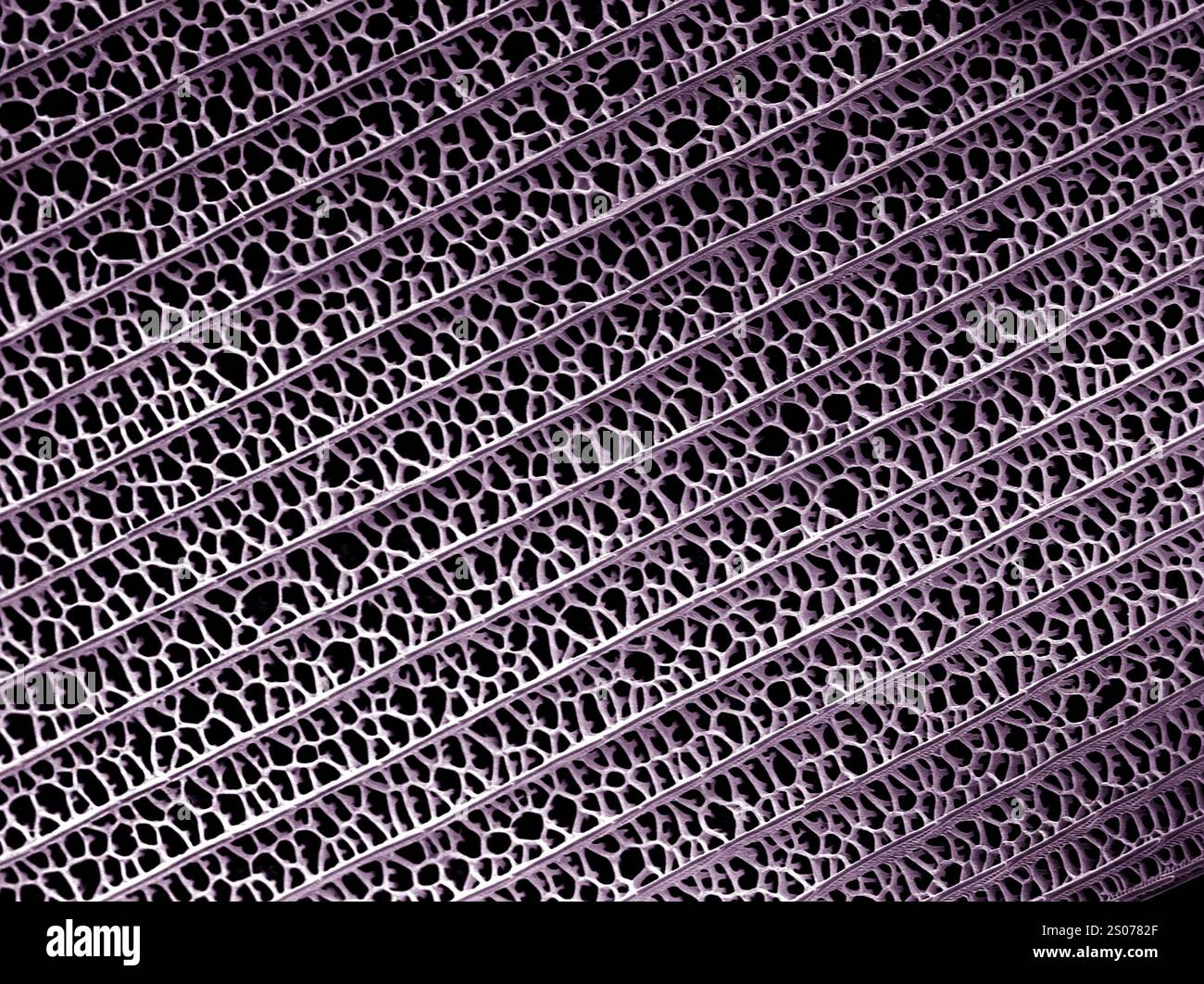 SEM image of a butterfly wing scale Stock Photo - Alamy
