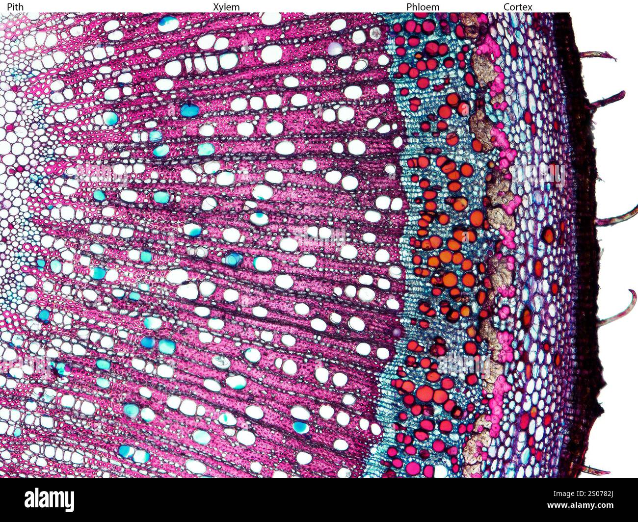 Fadogia stem anatomy showing phenolic substances in the phloem Stock ...