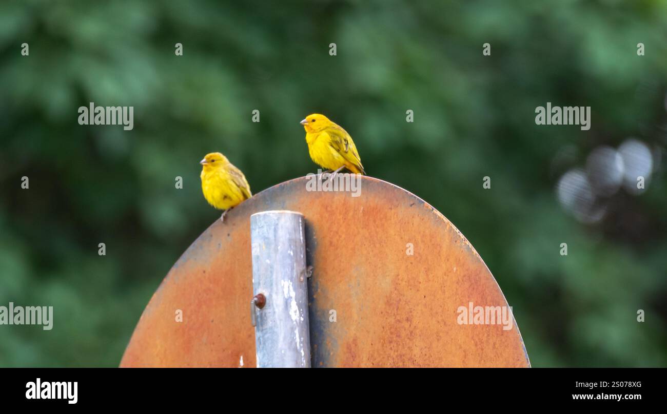 True Canary (Sicalis flaveola). "Canário da terra" bird Stock Photo - Alamy