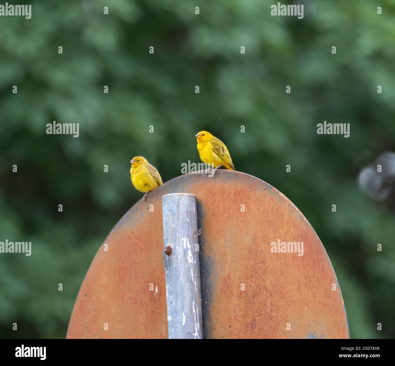True Canary (Sicalis flaveola). "Canário da terra" bird Stock Photo - Alamy