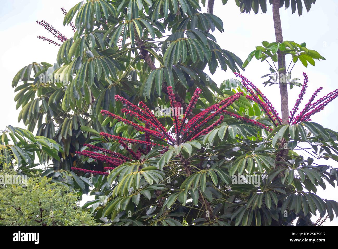 Flowers of Embauba do brejo, Cecropia pachystachya, in Brazil. It ...