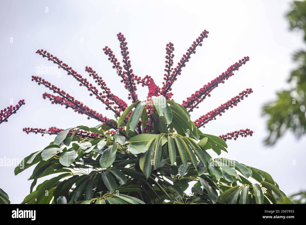 Flowers of Embauba do brejo, Cecropia pachystachya, in Brazil. It ...