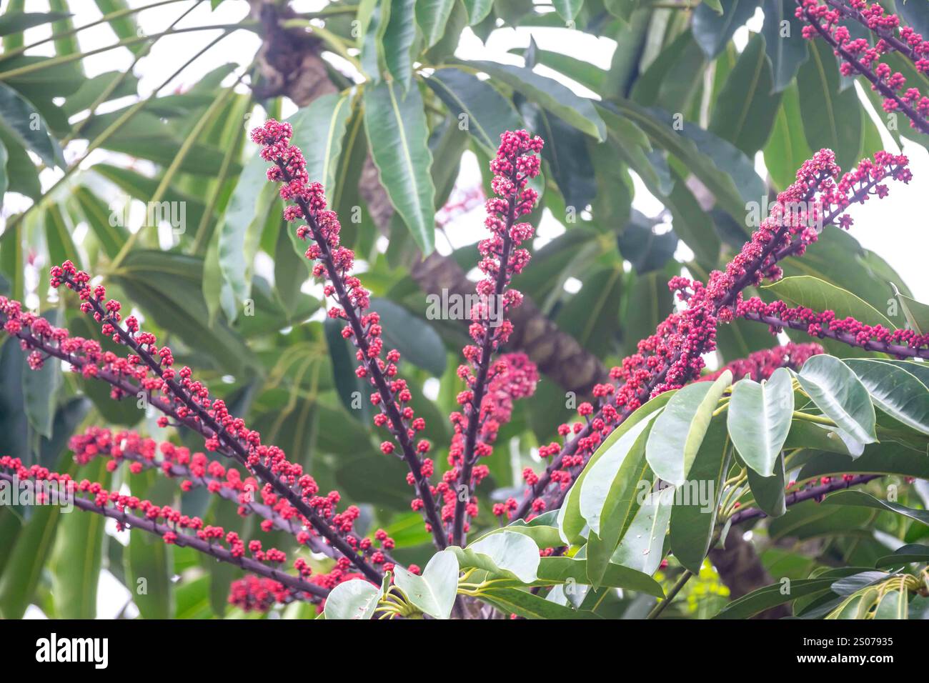 Flowers of Embauba do brejo, Cecropia pachystachya, in Brazil. It ...