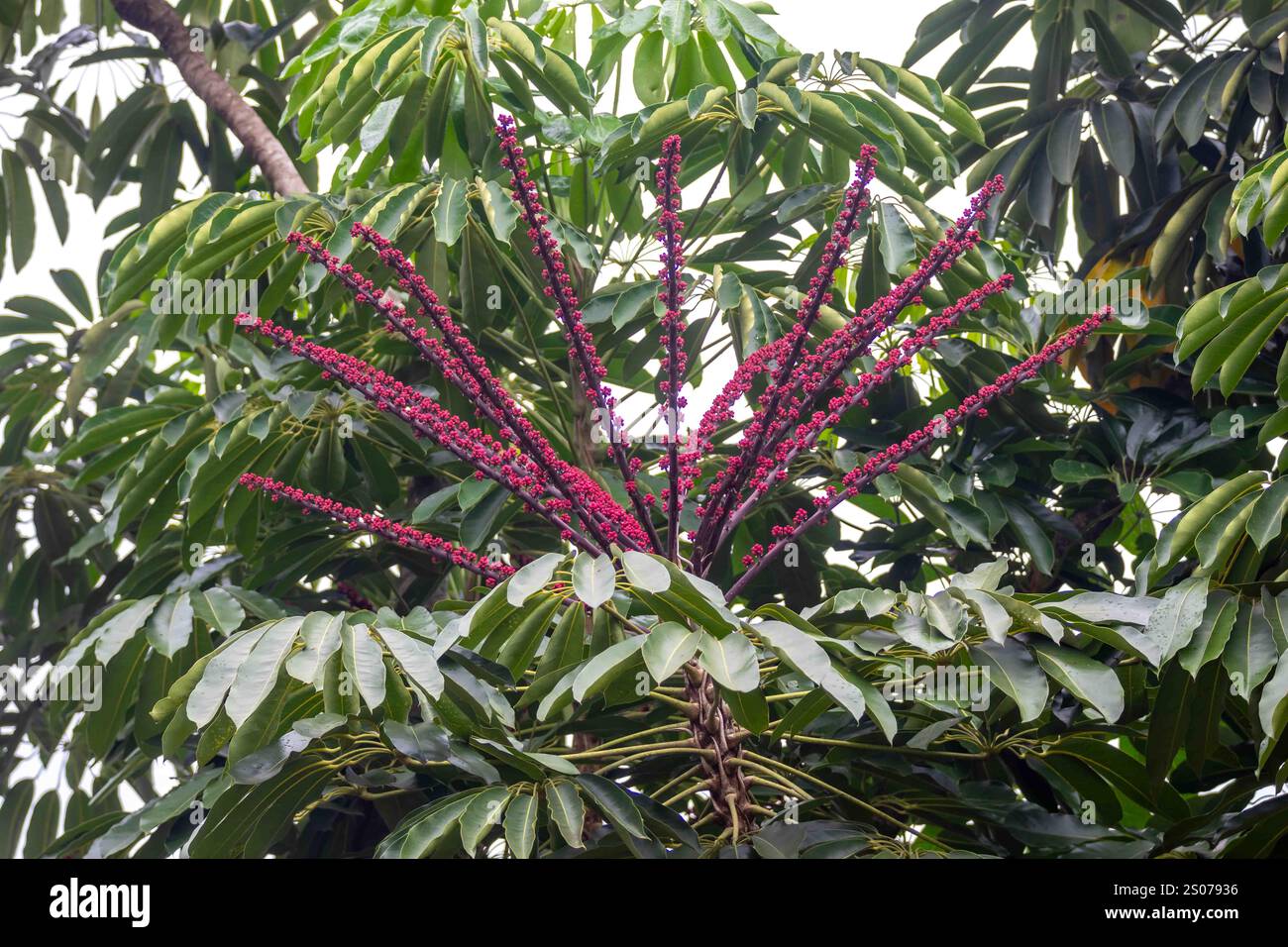 Flowers of Embauba do brejo, Cecropia pachystachya, in Brazil. It ...