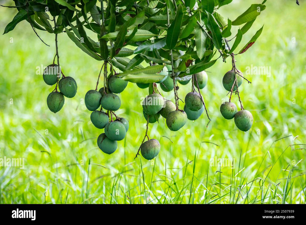 Raw mango fruit on tree hi-res stock photography and images - Alamy
