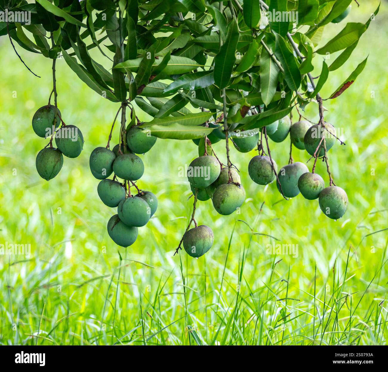 Green tropical mango fruits hi-res stock photography and images - Alamy