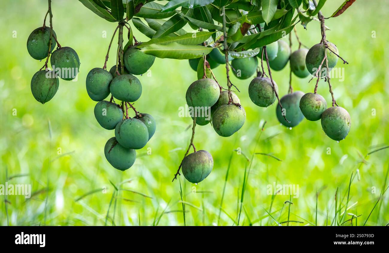 Green mangoes on mango tree hi-res stock photography and images - Alamy