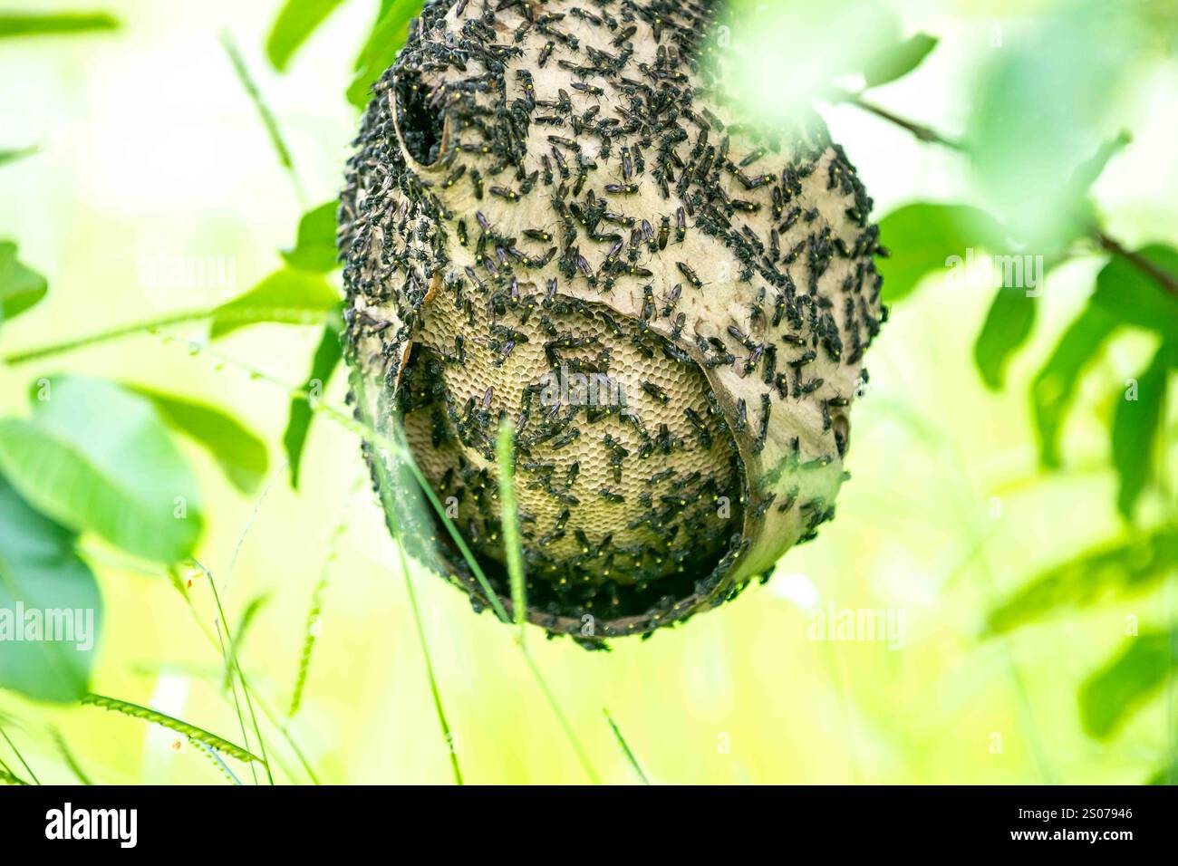 Wasp nest on tree branch in Brazilian rainforest Stock Photo - Alamy