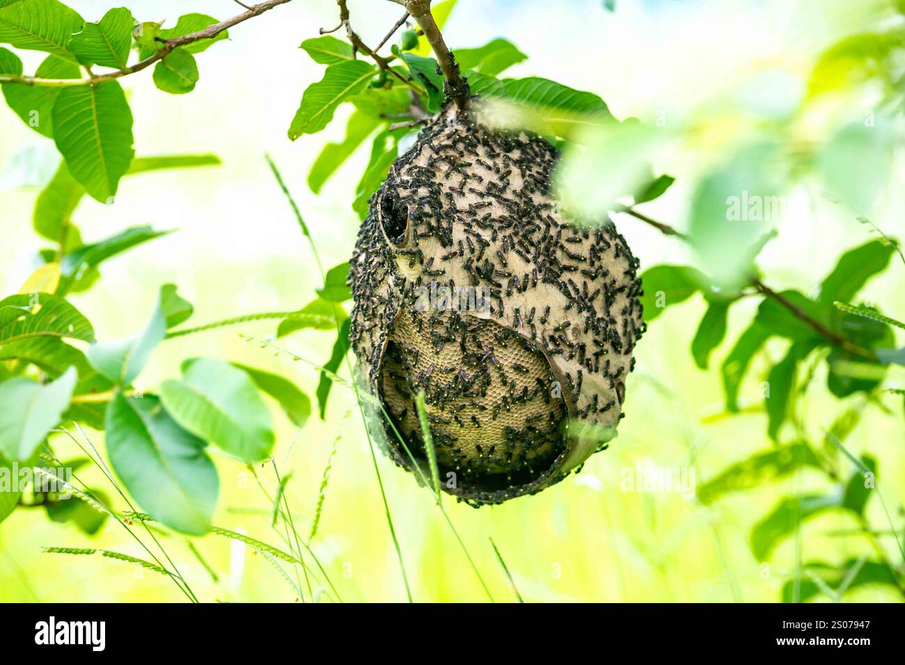 Wasp nest on tree branch in Brazilian rainforest Stock Photo - Alamy
