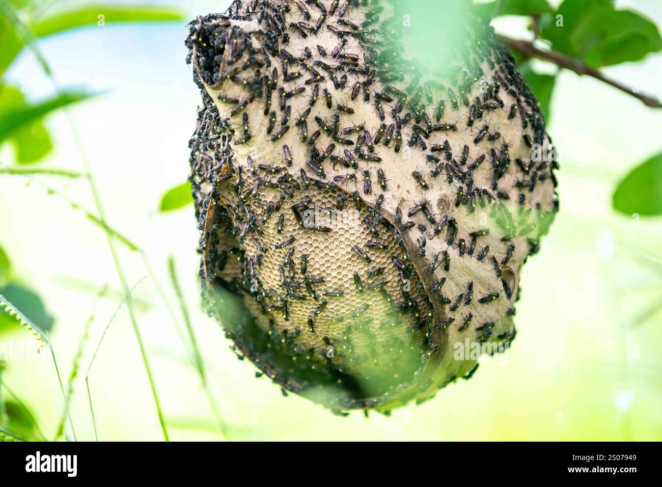 Wasp nest on tree branch in Brazilian rainforest Stock Photo - Alamy