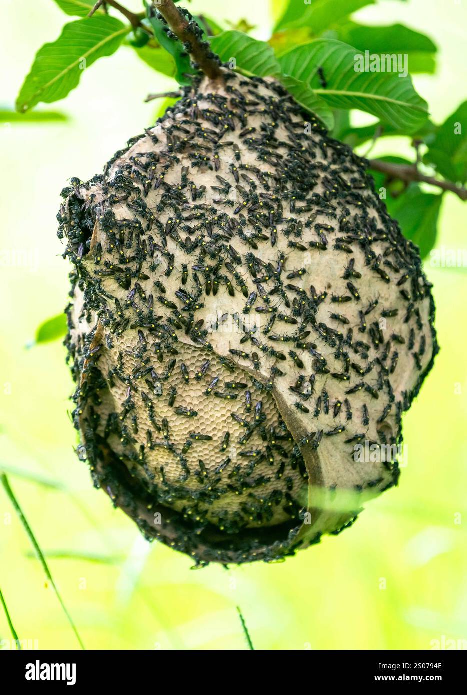 Wasp nest on tree branch in Brazilian rainforest Stock Photo - Alamy