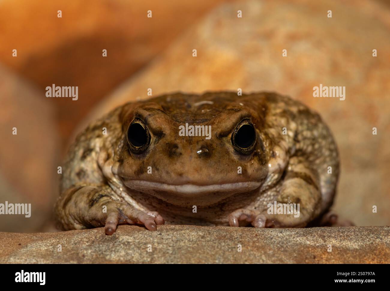 Raucous toad (Sclerophrys capensis), also known as a Ranger’s toad, on ...