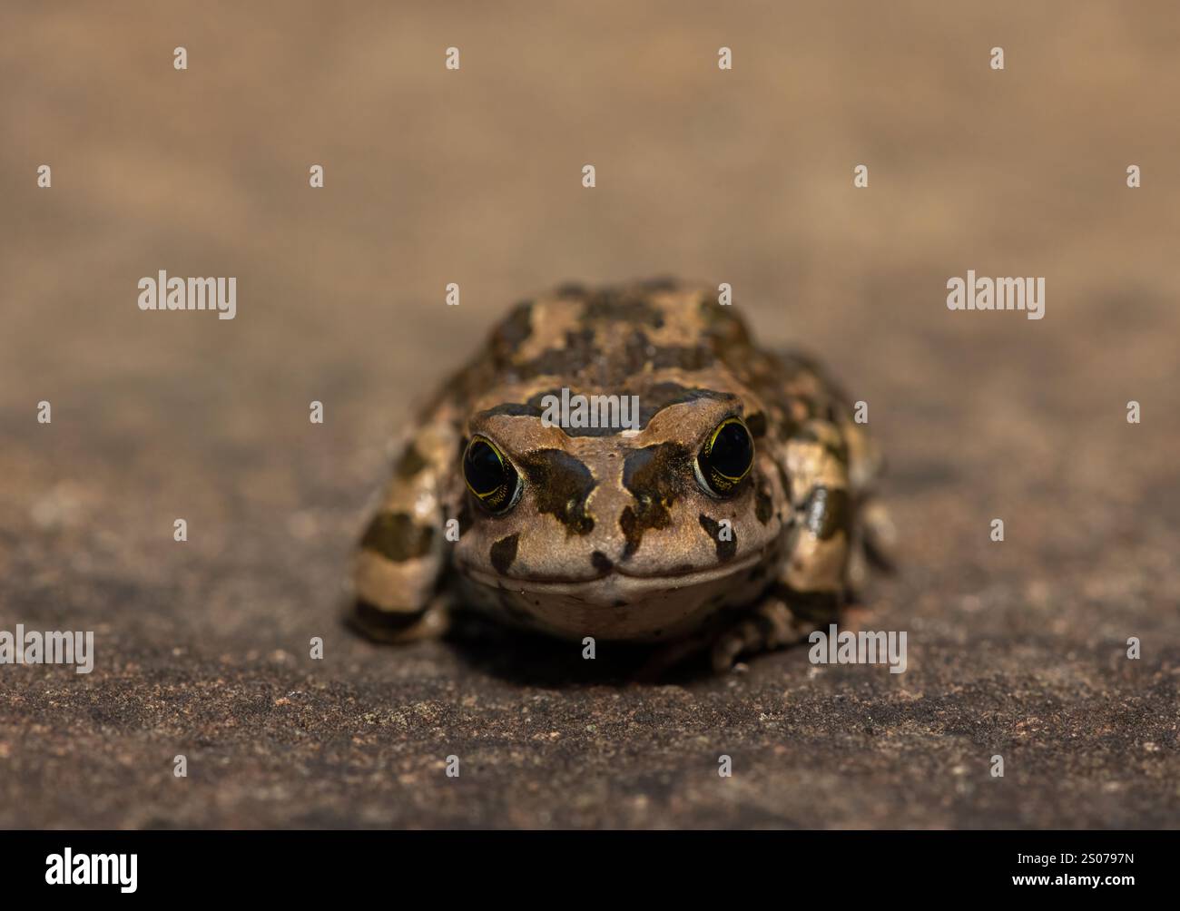 Karoo toad (Vandijkophrynus gariepensis), also known as a gariep toad ...