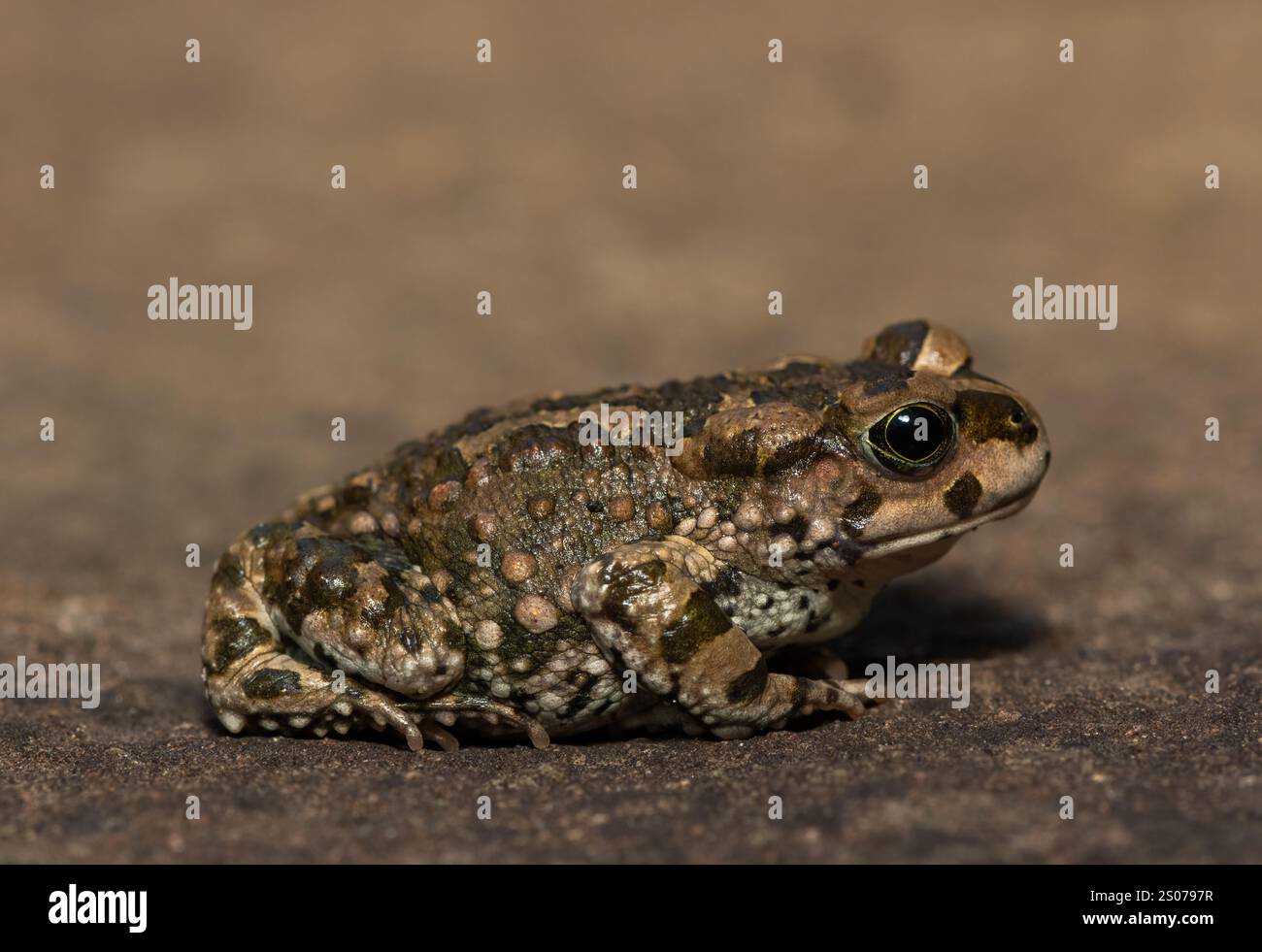 Karoo toad (Vandijkophrynus gariepensis), also known as a gariep toad ...