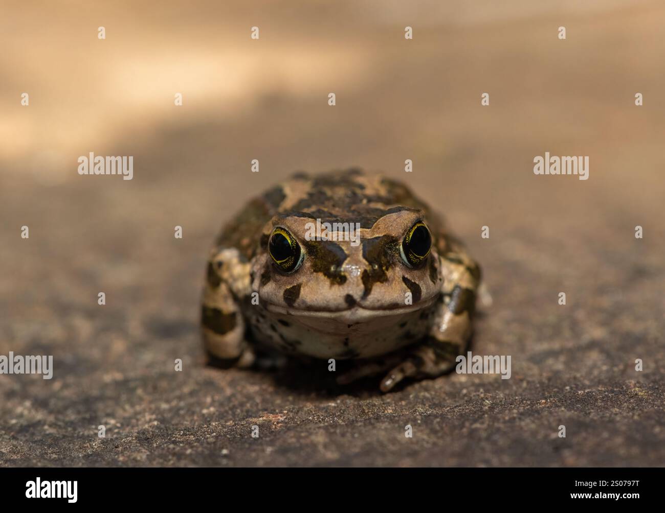 Karoo toad (Vandijkophrynus gariepensis), also known as a gariep toad ...