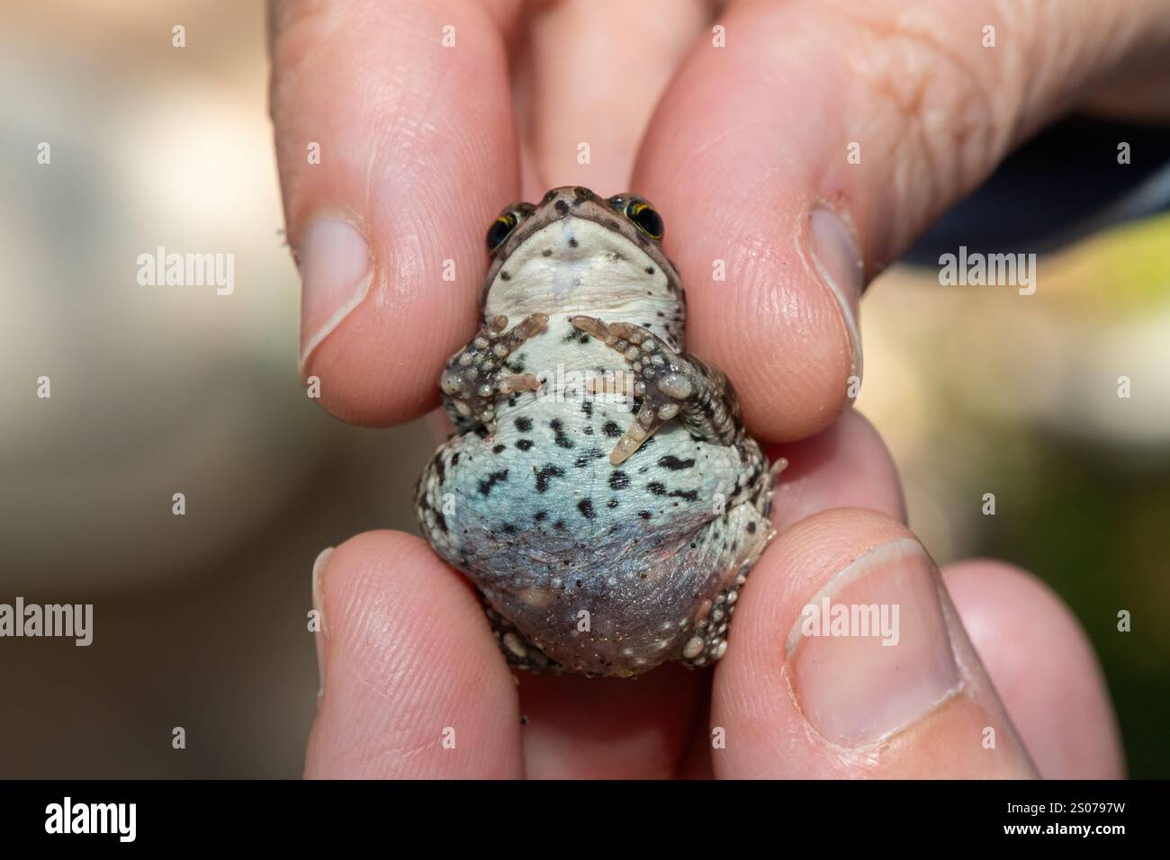 The underside of a Karoo toad (Vandijkophrynus gariepensis), also known ...