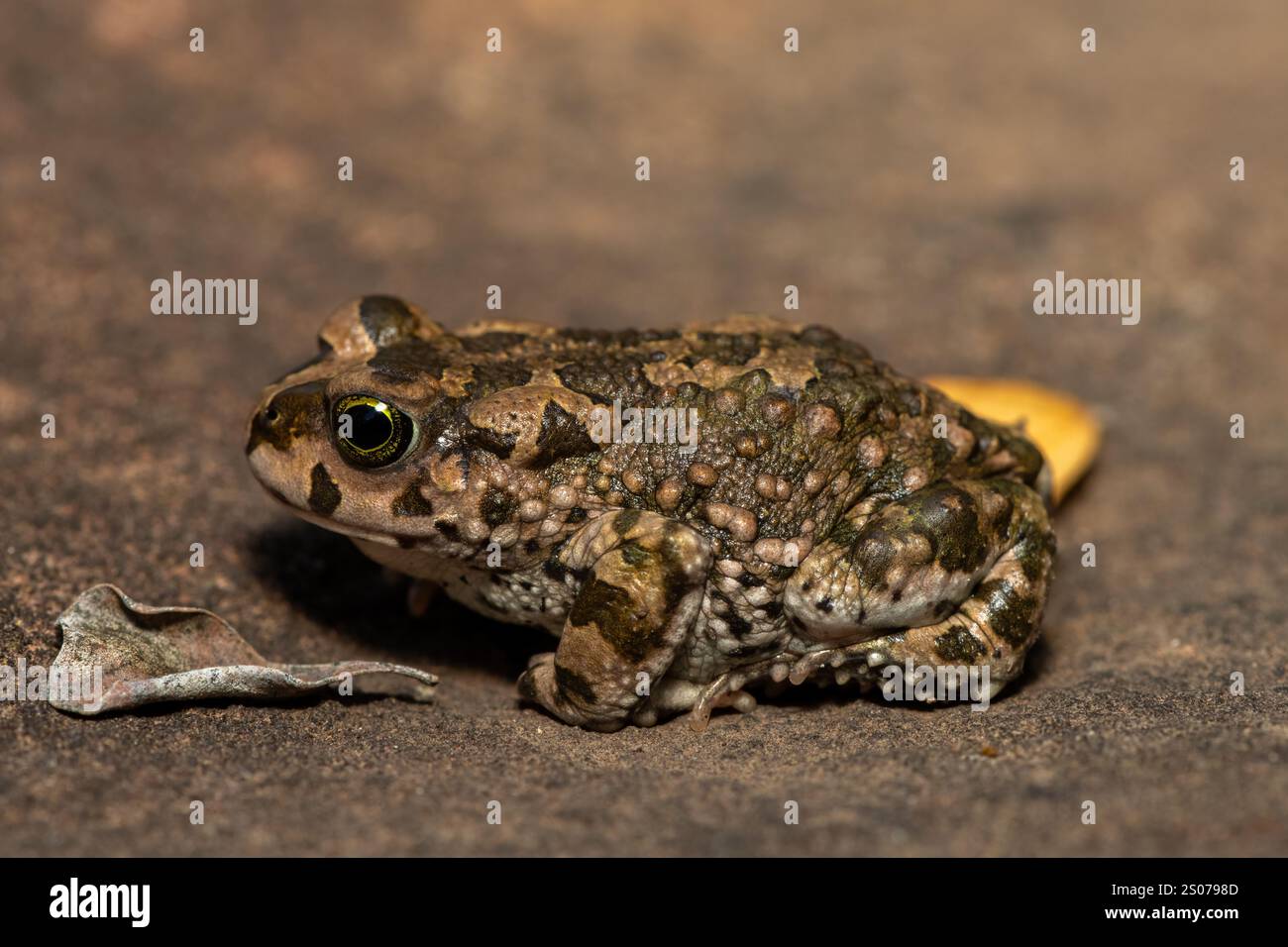 Karoo toad (Vandijkophrynus gariepensis), also known as a gariep toad ...