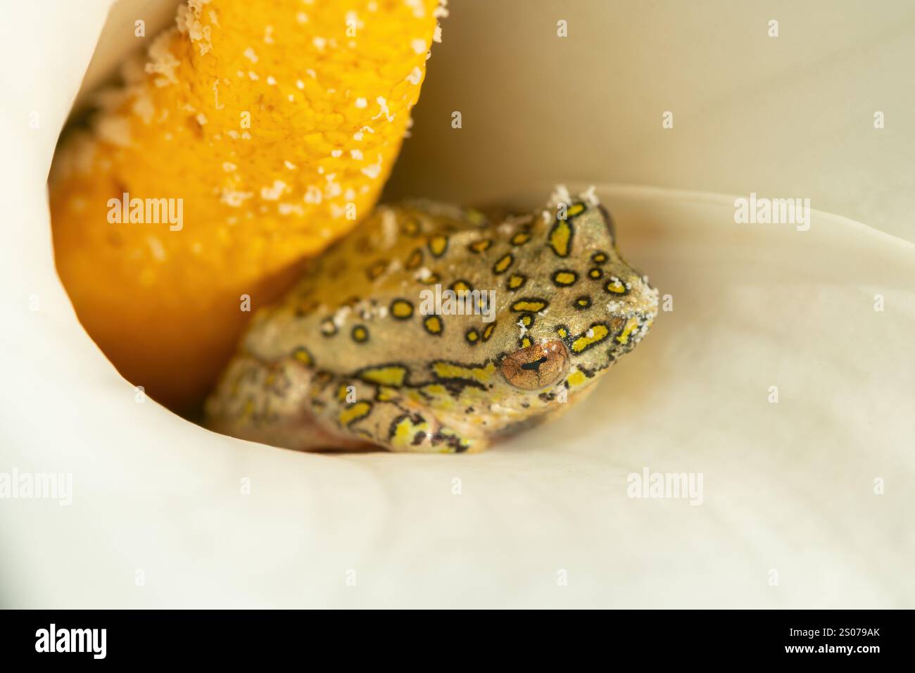 Close-up of a beautiful spotted painted reed frog (Hyperolius ...