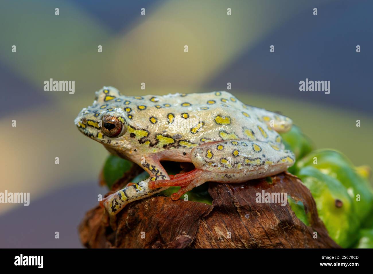 A spotted painted reed frog (Hyperolius marmoratus verrucosus) on an ...