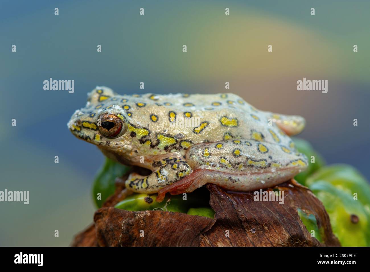 A spotted painted reed frog (Hyperolius marmoratus verrucosus) on an ...