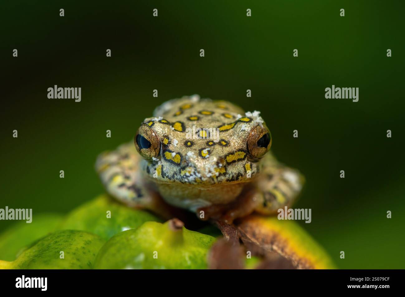 A spotted painted reed frog (Hyperolius marmoratus verrucosus) on an ...