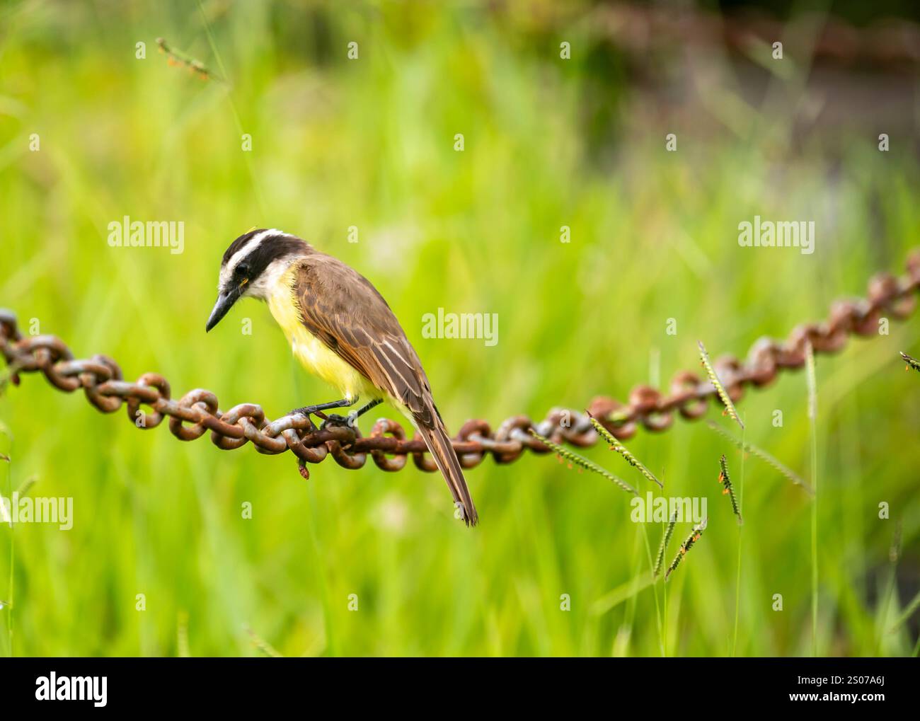 Tropical Bem-te-vi bird (Pitangus sulphuratus), bentevi, in selective ...