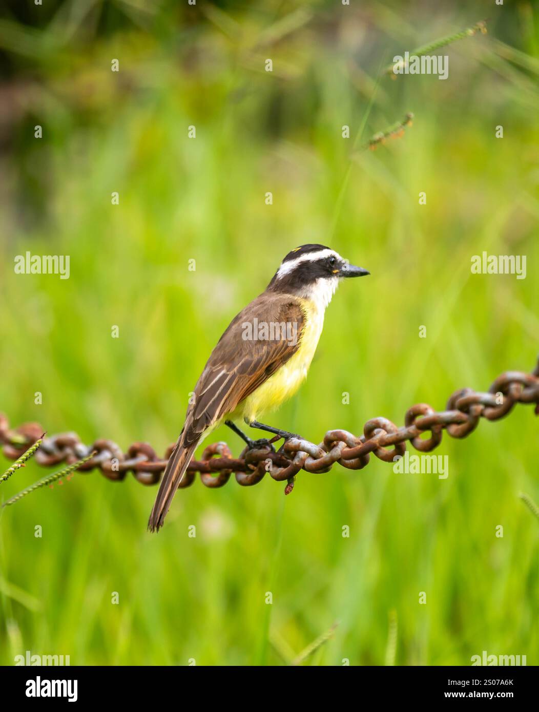 Tropical Bem-te-vi bird (Pitangus sulphuratus), bentevi, in selective ...