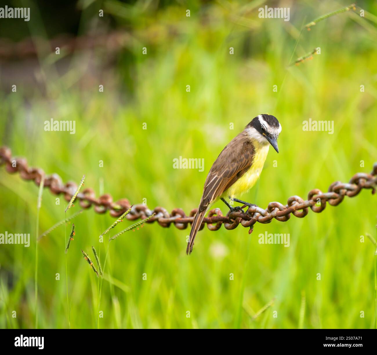 Tropical Bem-te-vi bird (Pitangus sulphuratus), bentevi, in selective ...