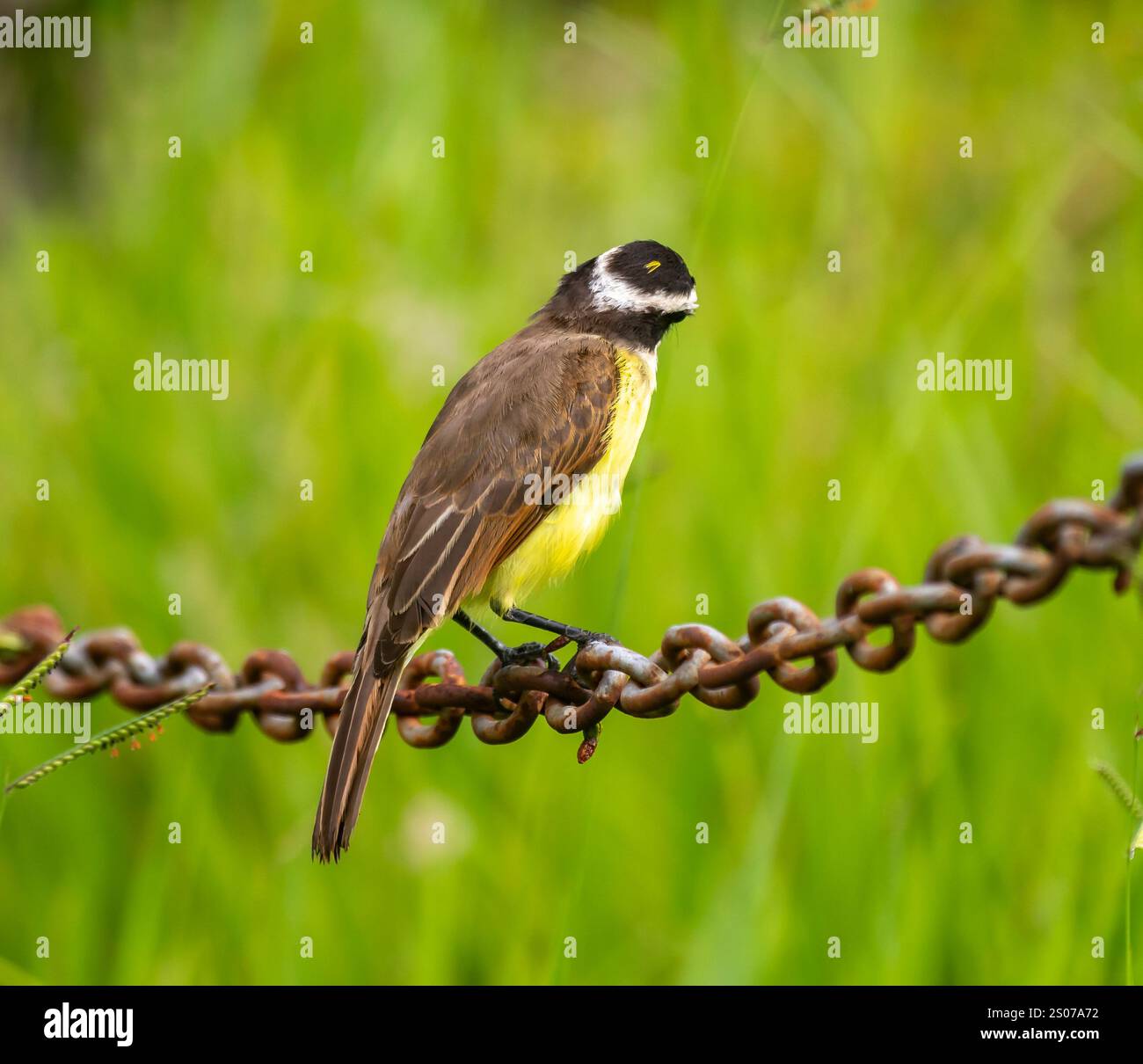 Tropical Bem-te-vi bird (Pitangus sulphuratus), bentevi, in selective ...