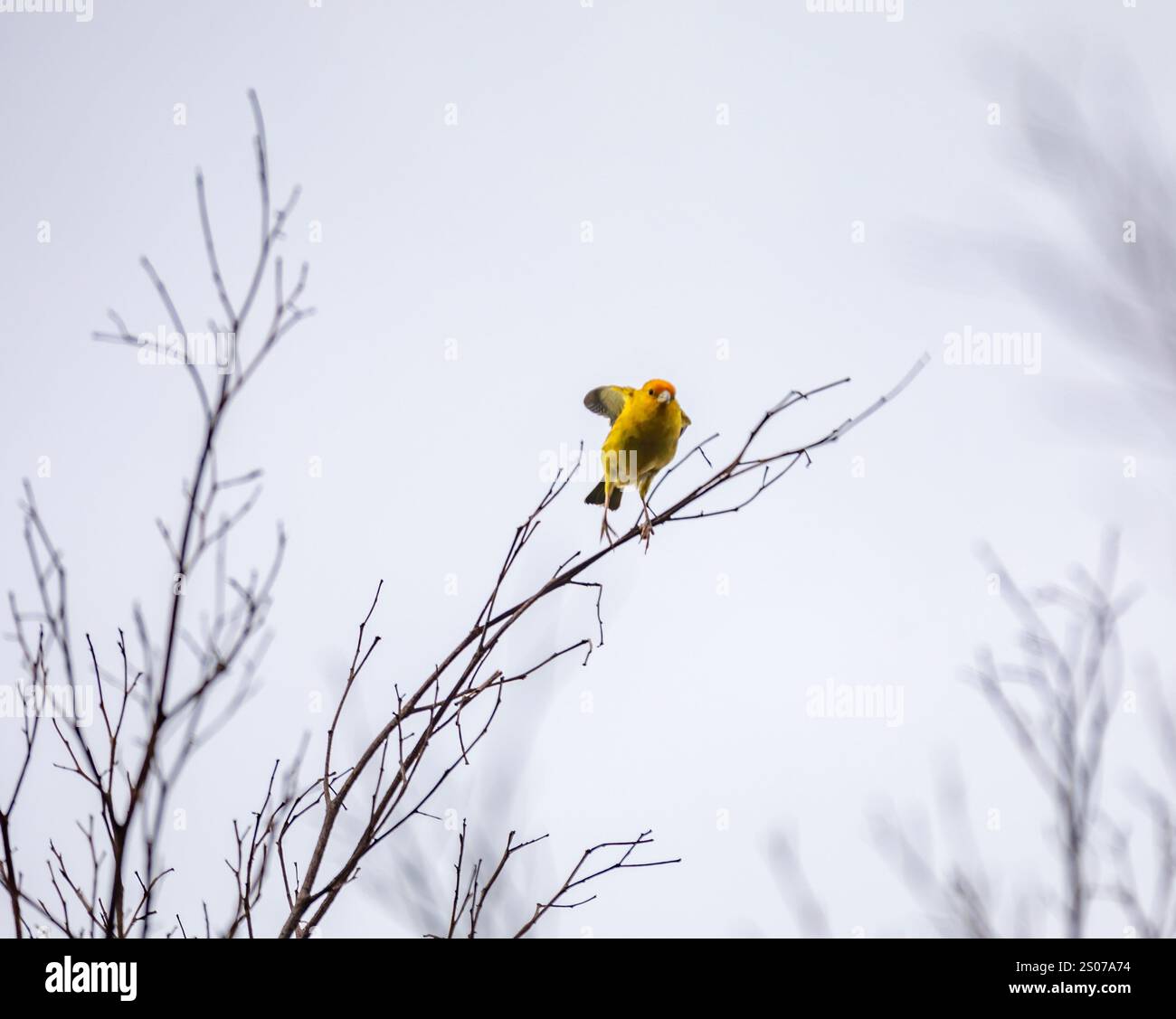 True Canary (Sicalis flaveola). "Canário da terra" bird Stock Photo - Alamy