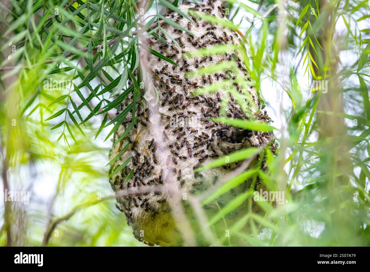 Wasp nest on tree branch in Brazilian rainforest Stock Photo - Alamy