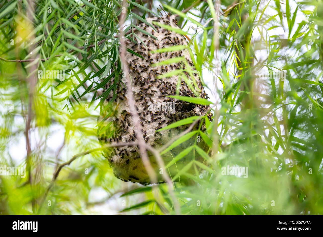 Wasp nest on tree branch in Brazilian rainforest Stock Photo - Alamy