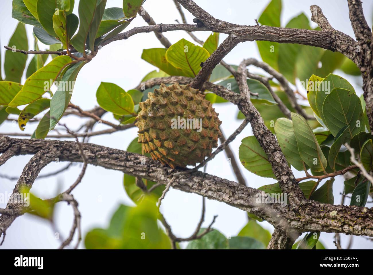 Marolo (Annona crassiflora), typical fruit of central Brazil, exotic ...
